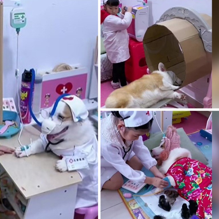 Dog patient, cat nurse: Chinese girl plays doctor giving corgi CT scan ...