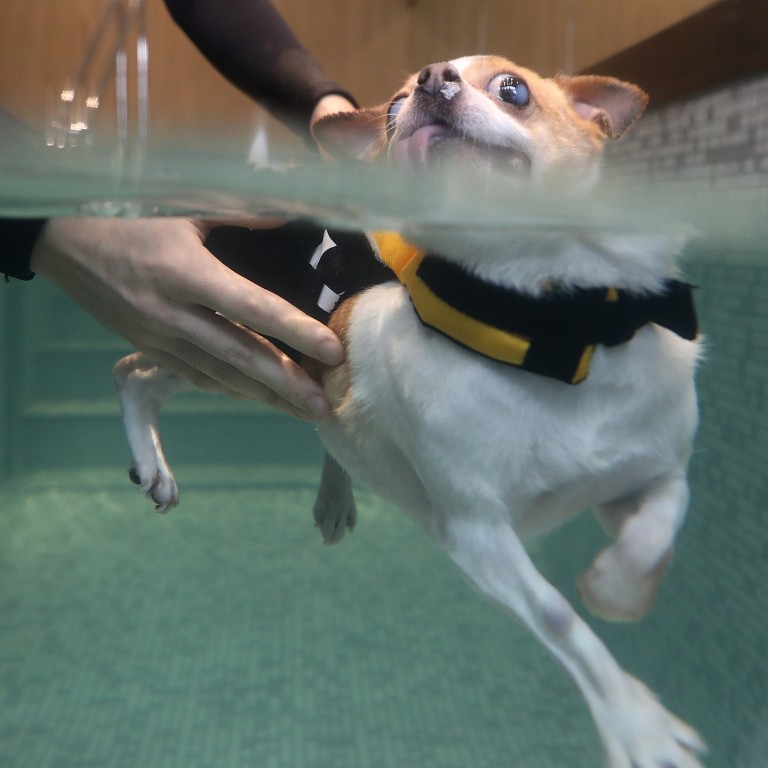 Hong Kong consumer watchdog investigates pet pools’ hygiene and safety ...