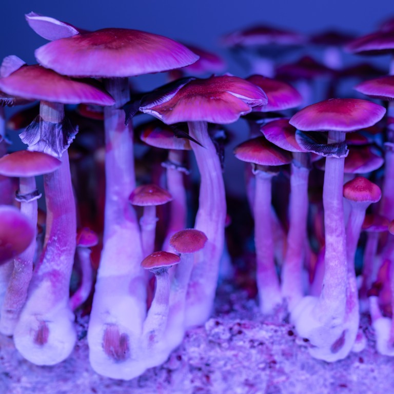 Australia legalises psychedelic drugs – MDMA, magic mushrooms – for ...