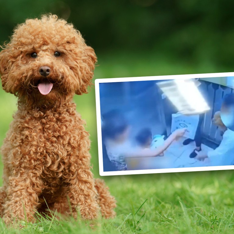 ‘Say sorry to my dog’: unleashed canine in lift sparks ‘beast’ taunt ...