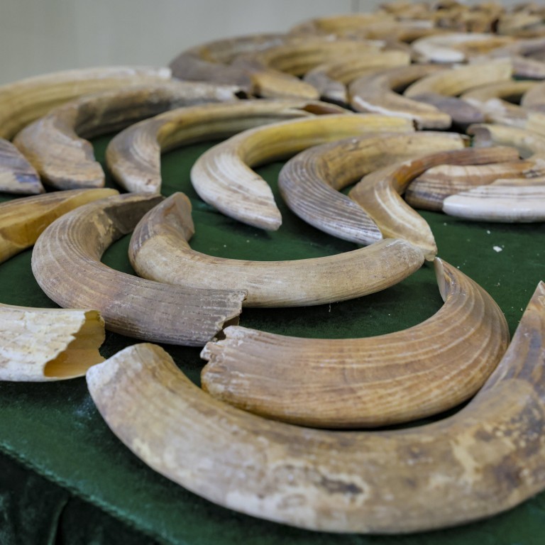 Hong Kong customs seizes 60 hippo tusks and 3,300 live turtles being ...