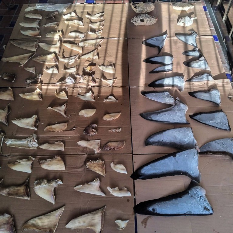 Panama seizes 6 tonnes of shark fins bound for Asia | South China ...