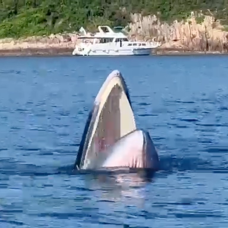 Whale-come party? Second Hong Kong sighting in 2 days as experts tell ...