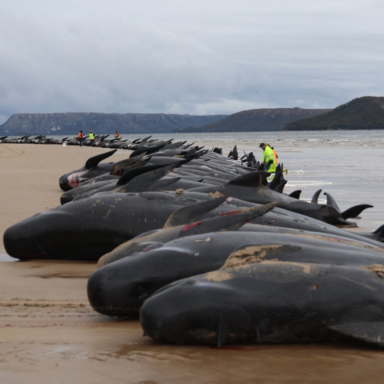 Pod of more than 50 pilot whales dies after mass stranding on Scottish ...
