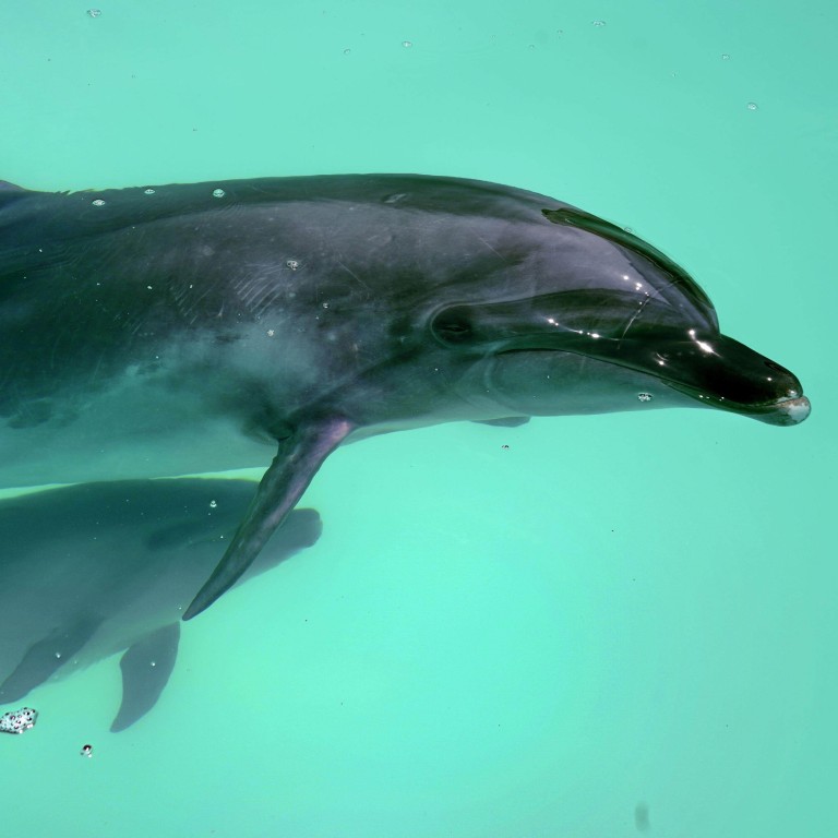 japan-beach-sees-4-dolphin-attacks-in-1-day-was-it-a-form-of-play-or