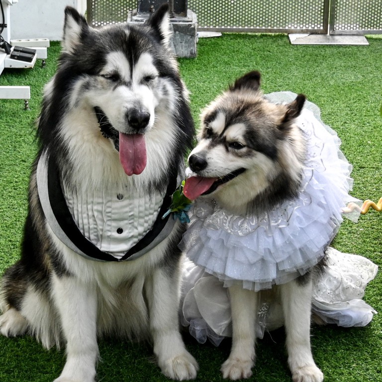 Indonesians slam US$13,000 wedding for dogs clad in Javanese attire ...