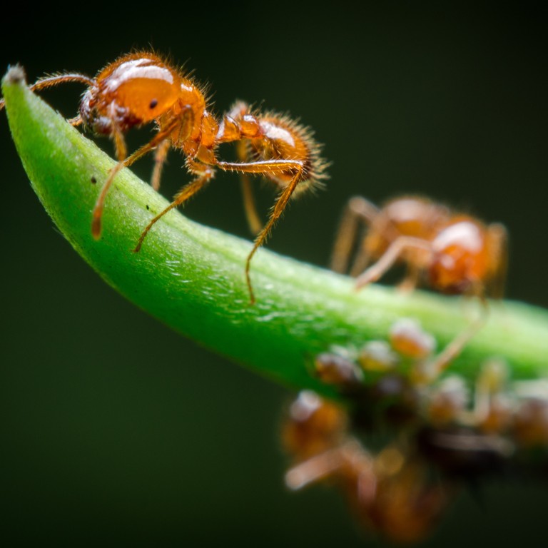 China targets invasive plants and animals in 3-year crackdown | South ...