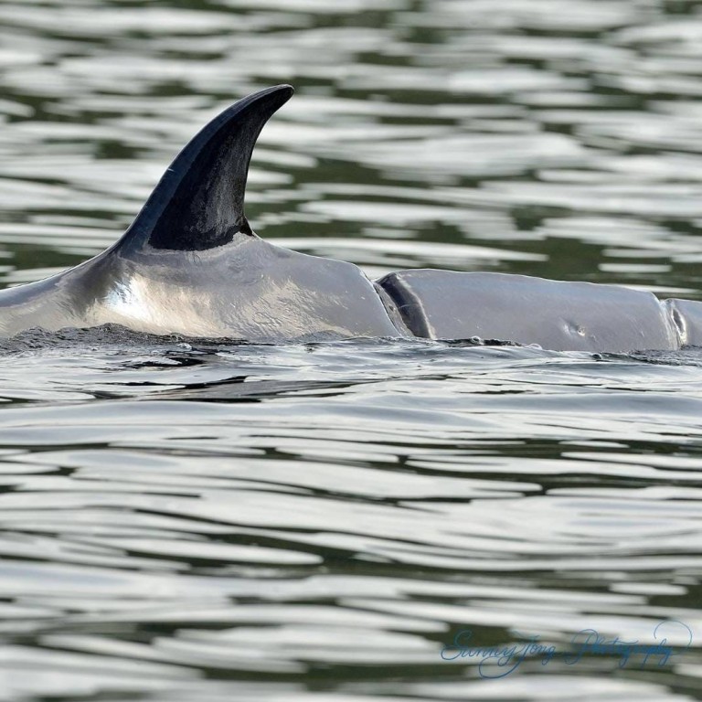 Propeller wounds on whale spark calls for Hong Kong public to stay away ...