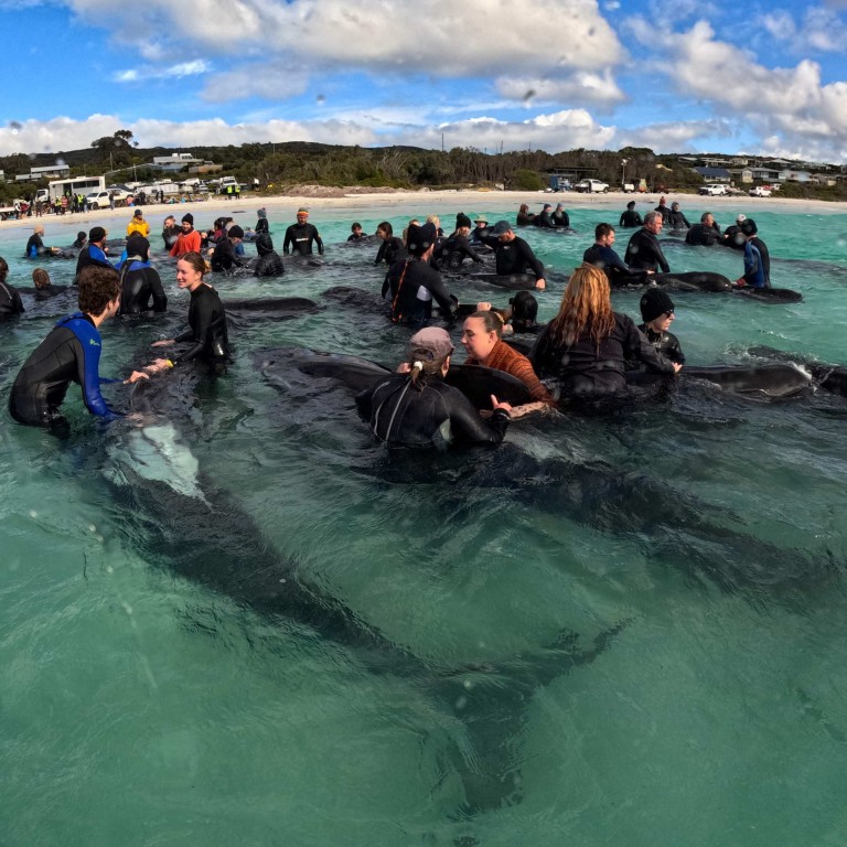 45 pilot whales stranded on remote Australia beach euthanised after ...
