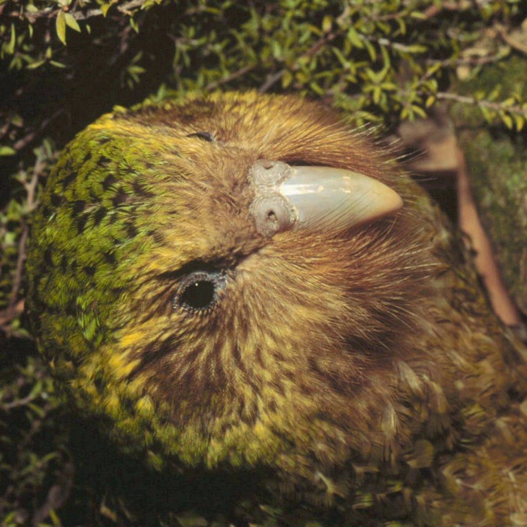 Extinct birds on the ballot for New Zealand’s avian beauty contest ...