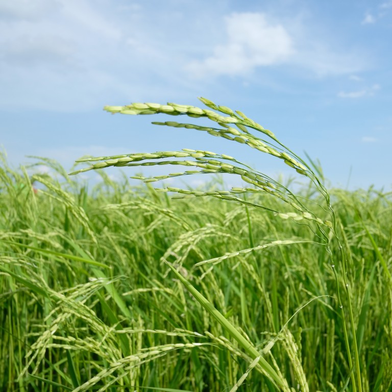 Chinese scientists crack sterility code in hybrid rice, raising hopes ...