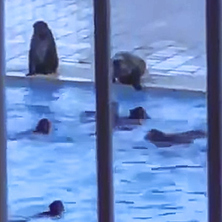 Primates’ impromptu pool party at posh Hong Kong club proves online ...