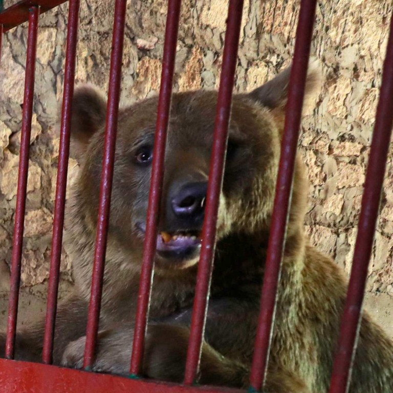 Iraq zoo animals suffer in 50 degree heat, ‘lifespans years shorter ...