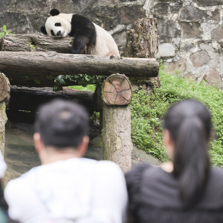 Will efforts to help Hong Kong’s giant pandas Ying Ying and Le Le ...