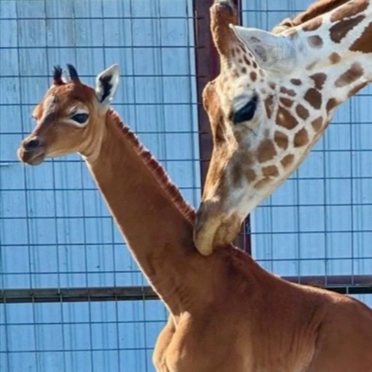 Rare spotless baby giraffe born at US zoo | South China Morning Post
