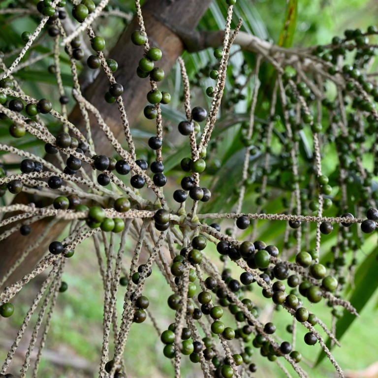 Is the acai berry craze boon or threat for the Amazon? | South China ...