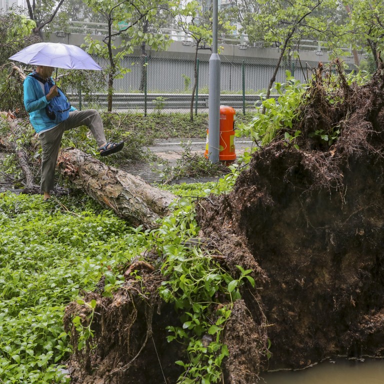 Hong Kong must ‘revolutionise’ tree-planting methods to ensure public ...