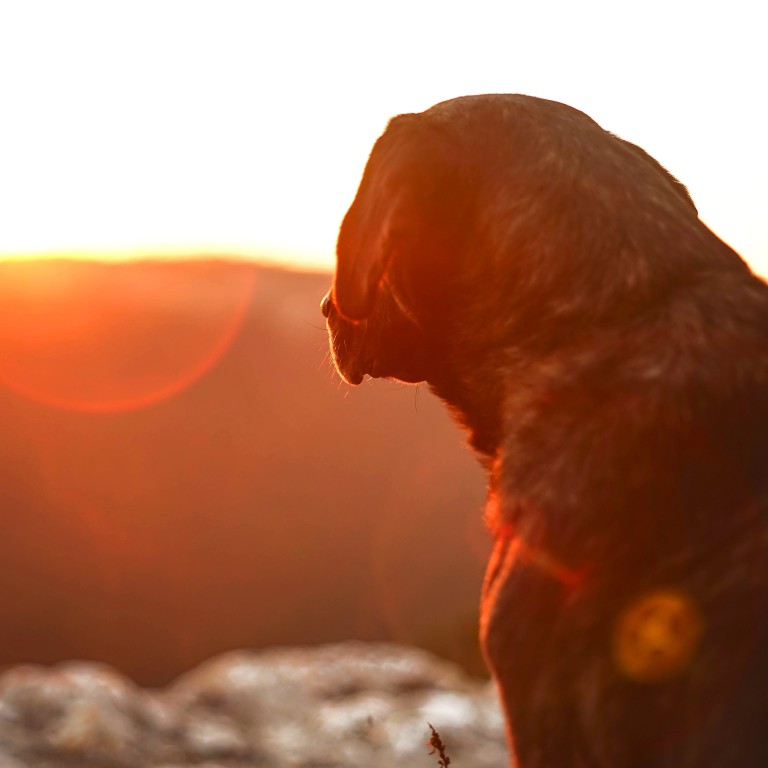 Climate scientists look behind Chinese legend of dogs barking at the ...