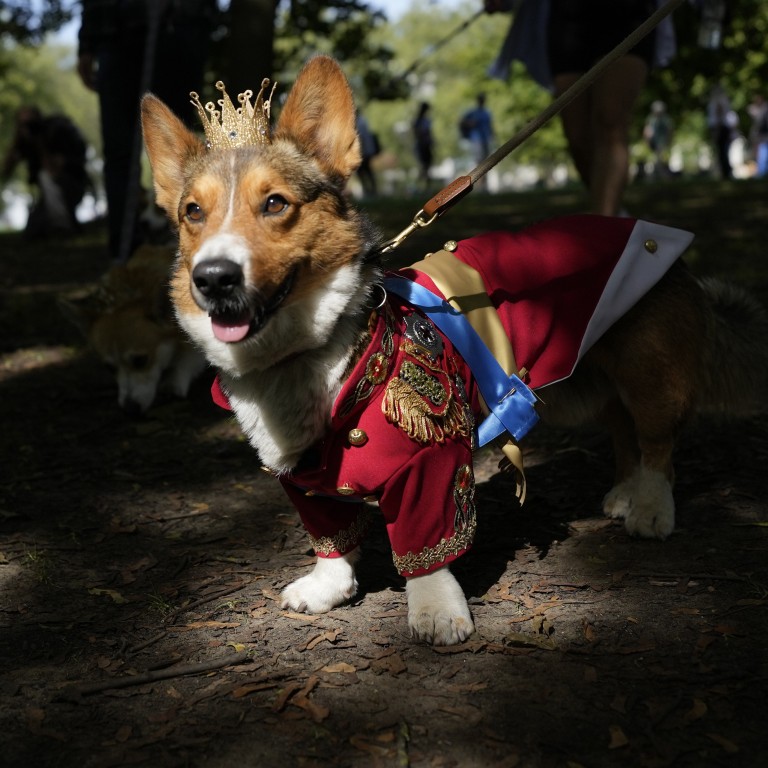 Corgis parade outside Buckingham Palace, London to remember Queen ...