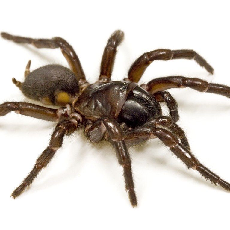 Repurposing dead spiders, counting cadaver nose hairs win Ig Nobels for ...