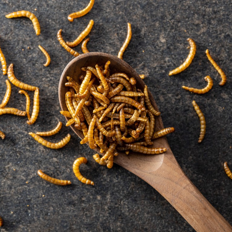 ‘You’re not staring at bugs in the eye’: new Singapore cocktail bar ...