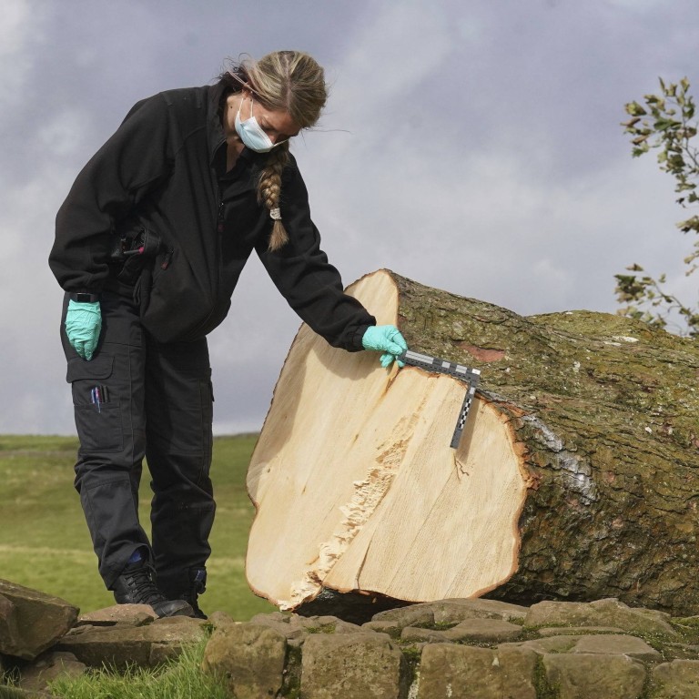 Second man arrested over felling UK’s beloved ‘Robin Hood Tree’ | South ...