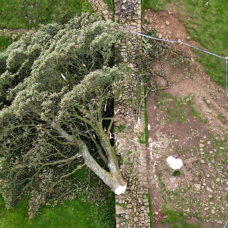 Hadrian’s Wall damaged in felling of landmark ‘Robin Hood Tree’ in ...