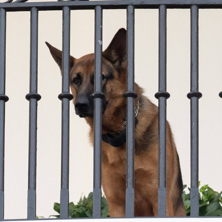 Bidens’ dog Commander removed from White House after biting incidents ...