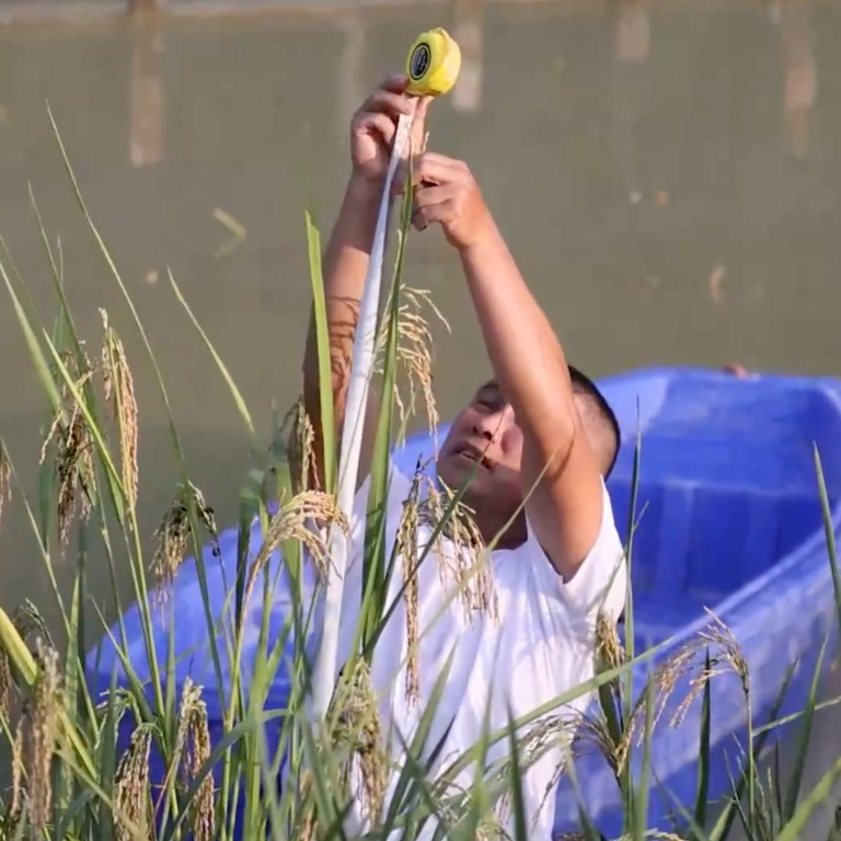 China’s genetically modified giant-rice harvest feeds Beijing’s ...