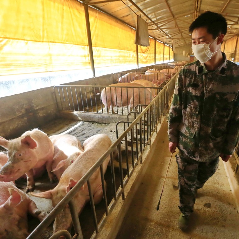 Promising results as Chinese vaccine trial sees African swine fever ...