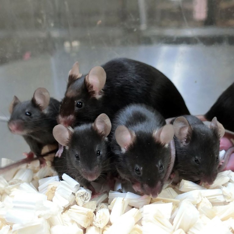 Japanese scientists grow mouse embryos in space for first time. Are ...