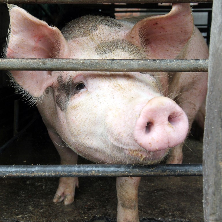 Hong Kong authorities cull 5,600 pigs at farm after finding African ...