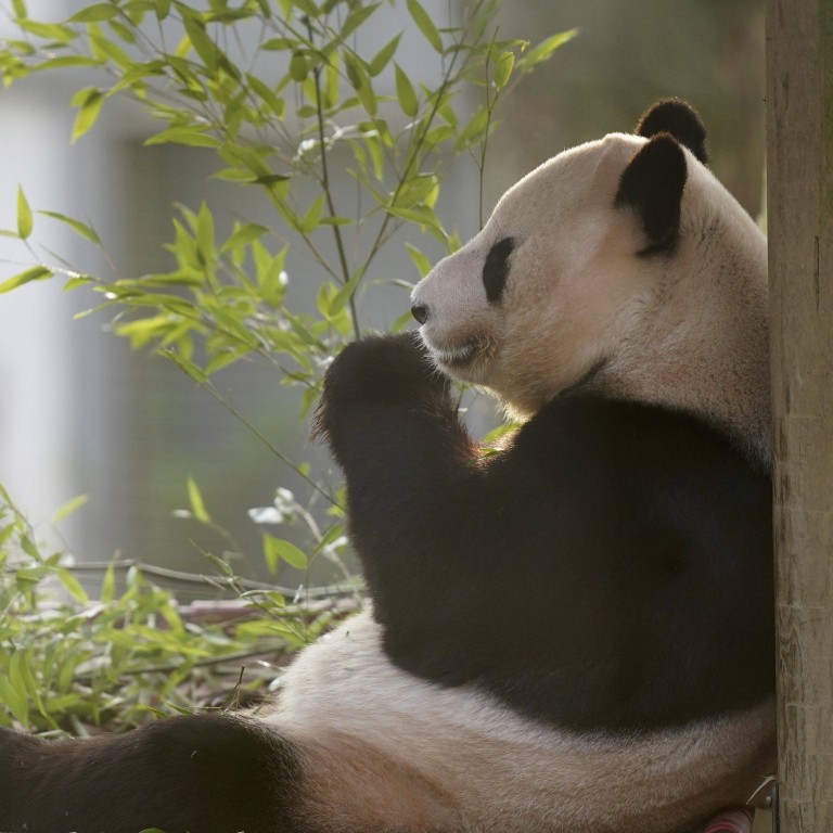 UK’s only pandas, Tian Tian and Yang Guang, return to China after 12 ...