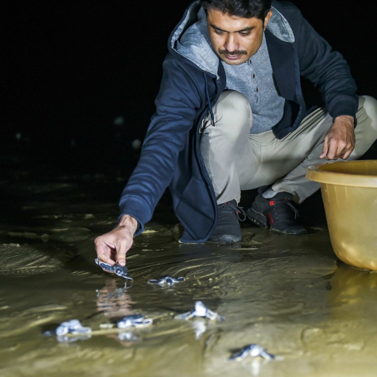 As Pakistan’s urban sprawl spreads, green turtles fight for survival in ...
