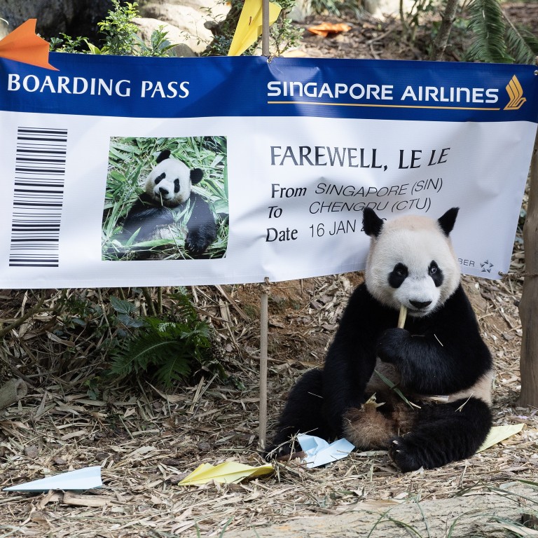 Singaporeans bid ‘bittersweet’ farewell to China-bound panda cub Le Le ...