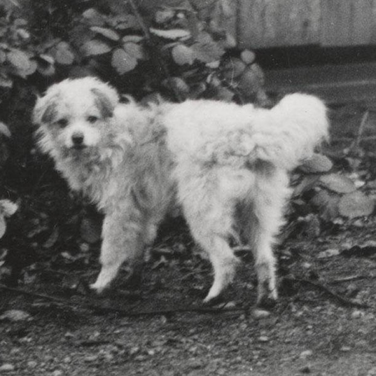 Secrets of Coast Salish woolly dogs, raised by Native Americans and ...