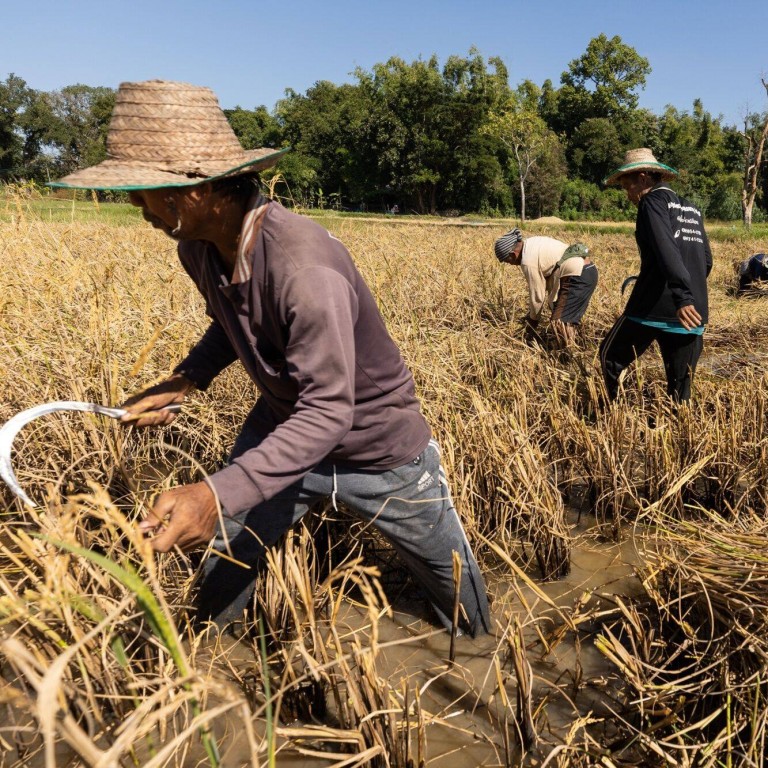 Dying fish, Fukushima discharge, skyrocketing rice prices: Asia counts ...