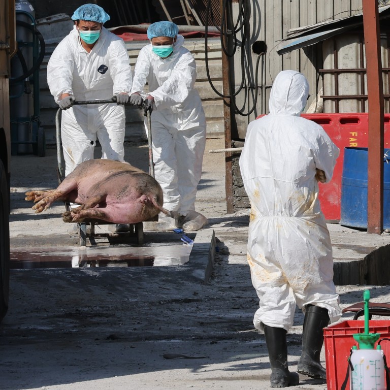 Can Hong Kong learn to live with African swine fever? Expert says mass ...