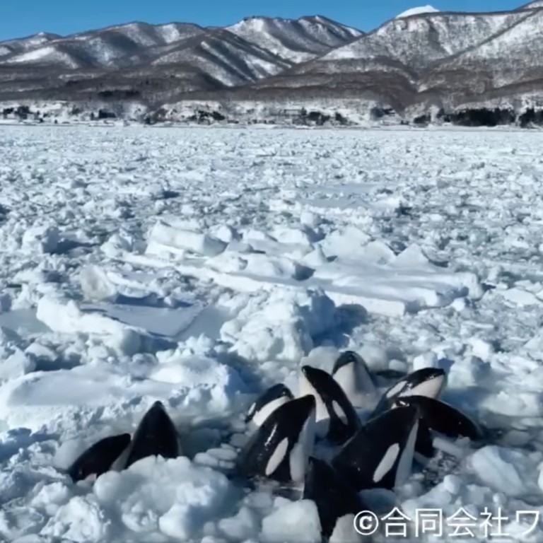 Have Japan’s trapped orcas ‘escaped’? Nation holds breath as case ...
