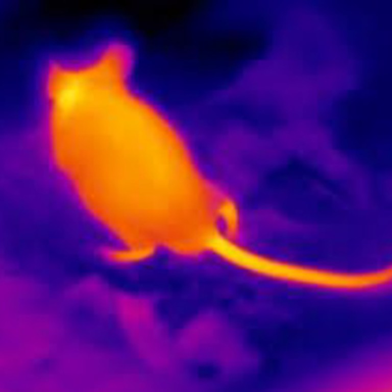 Hong Kong’s rat problem tackled with new AI and hi-tech surveillance ...