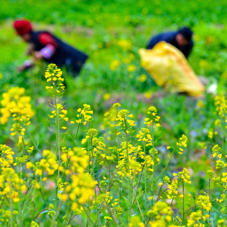 Chinese scientists create plant gene-editing tool ‘even school students ...