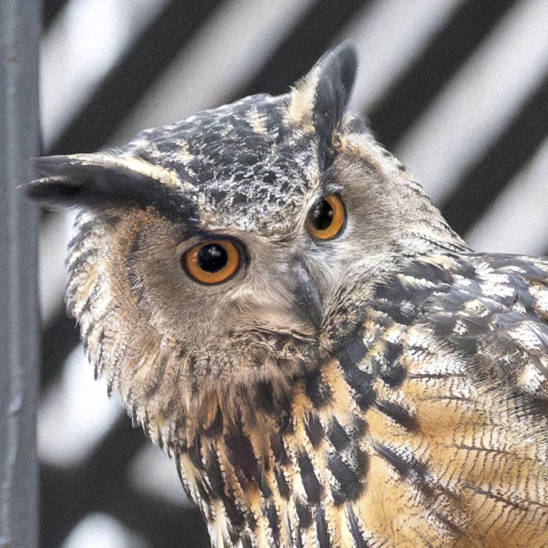 New York’s beloved owl, Flaco, dies after apparently crashing into ...