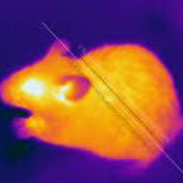 Opinion | Tracking Hong Kong’s rat activity puts AI to good use | South ...