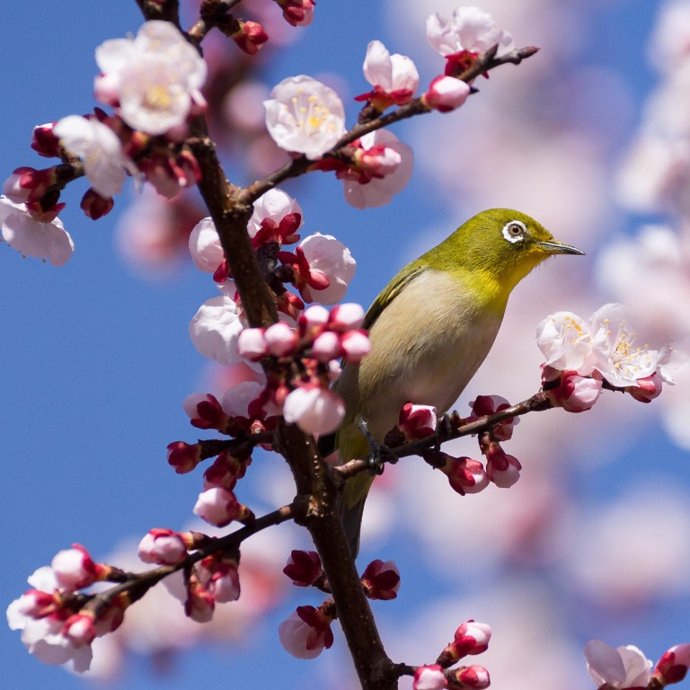 As Japan welcomes sakura season, study on popular cherry variety facing ...