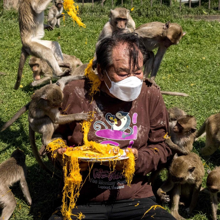 Thailand officials to cage urban macaques to ‘solve’ decade-old human ...