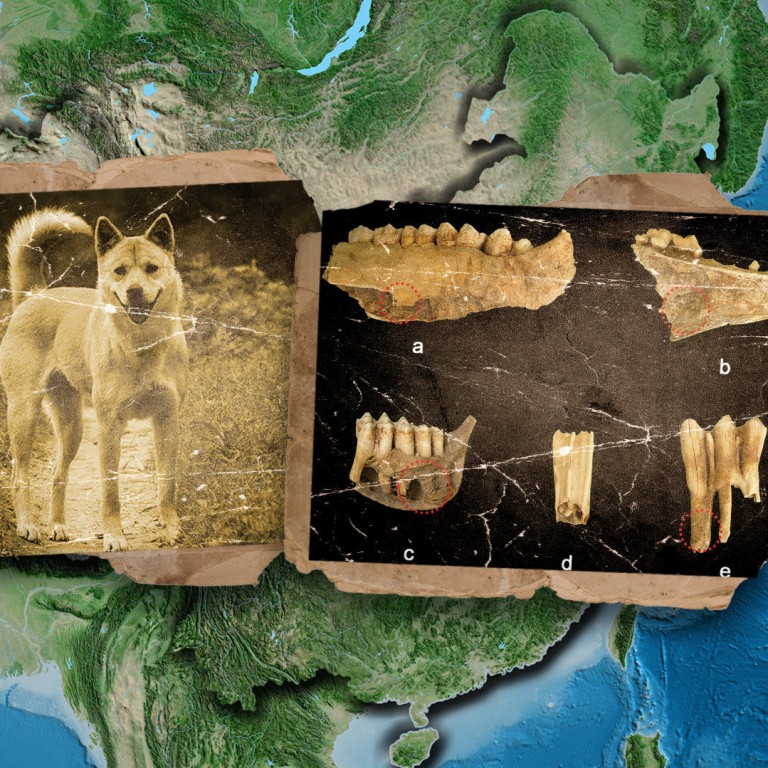 Scientists find feeding domesticated dogs in ancient China human food ...