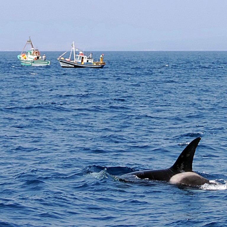 Killer whales sink sailing yacht in Strait of Gibraltar in new attack ...