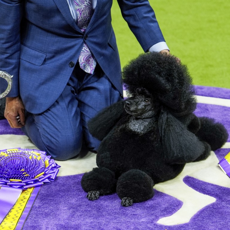 Miniature poodle named Sage wins Westminster Kennel Club dog show: ‘no ...