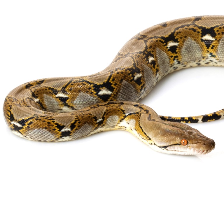 Python swallows woman whole in Indonesia | South China Morning Post