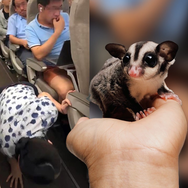 China woman causes commotion by bringing pet sugar glider onto plane ...